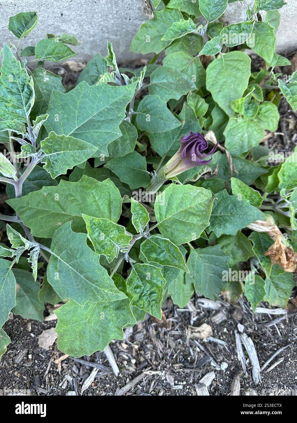 Sacred Datura (Datura wrightii Stock Photo - Alamy
