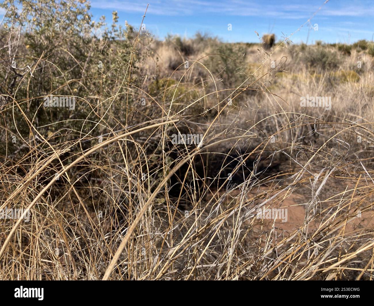 mesa dropseed (Sporobolus flexuosus Stock Photo - Alamy