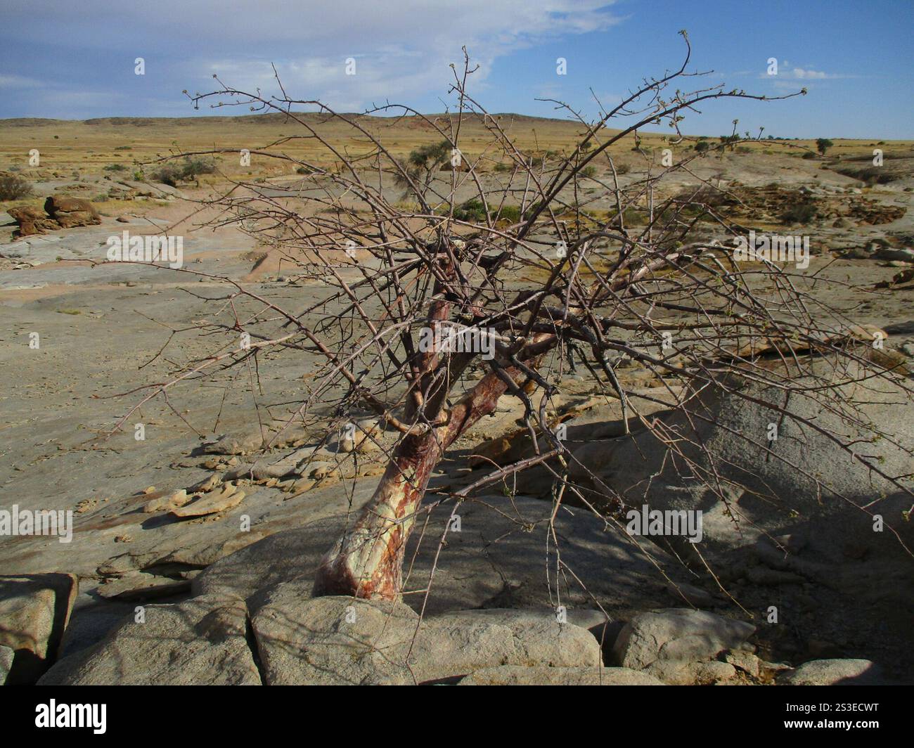 African Star-Chestnut (Sterculia africana Stock Photo - Alamy