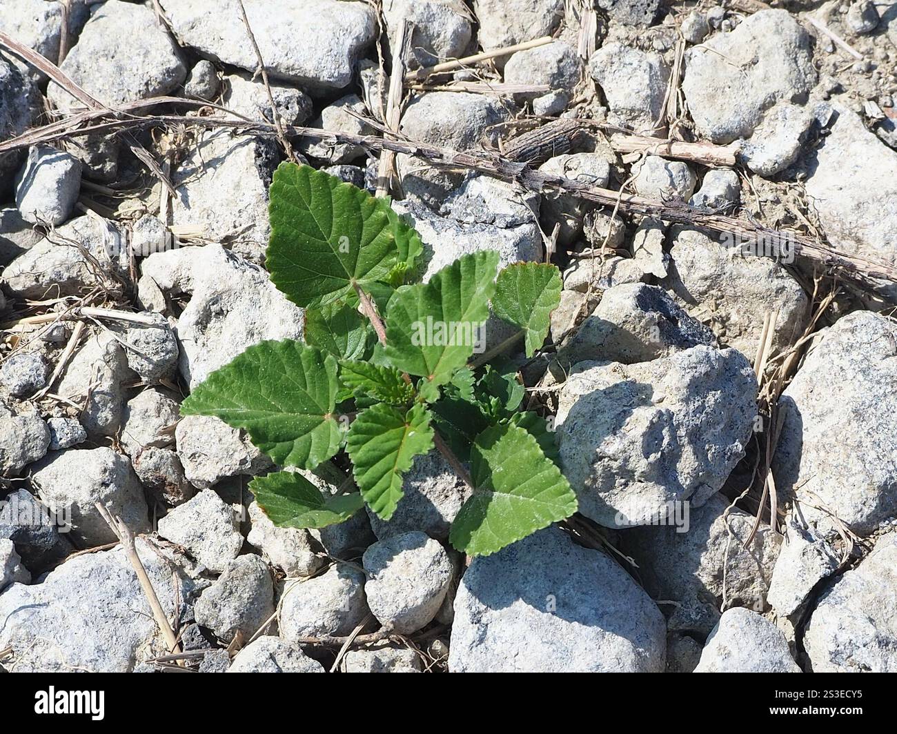 three-lobe false mallow (Malvastrum coromandelianum Stock Photo - Alamy