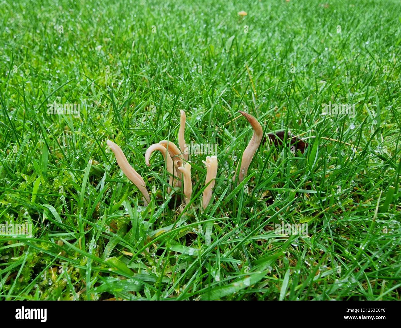 Smoky Spindles (Clavaria fumosa Stock Photo - Alamy
