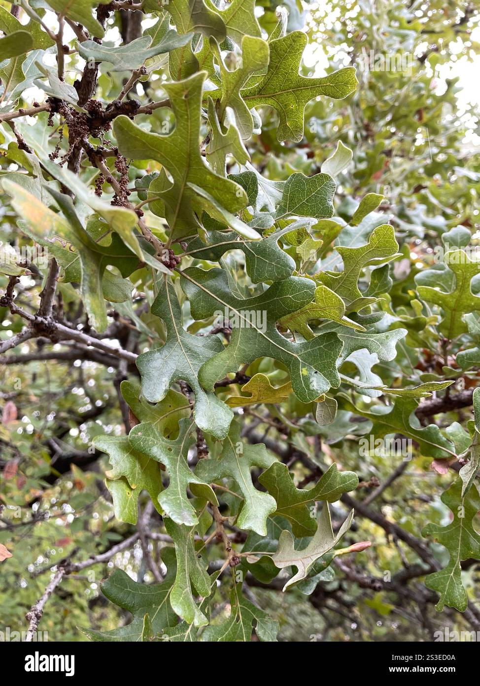 post oak (Quercus stellata Stock Photo - Alamy