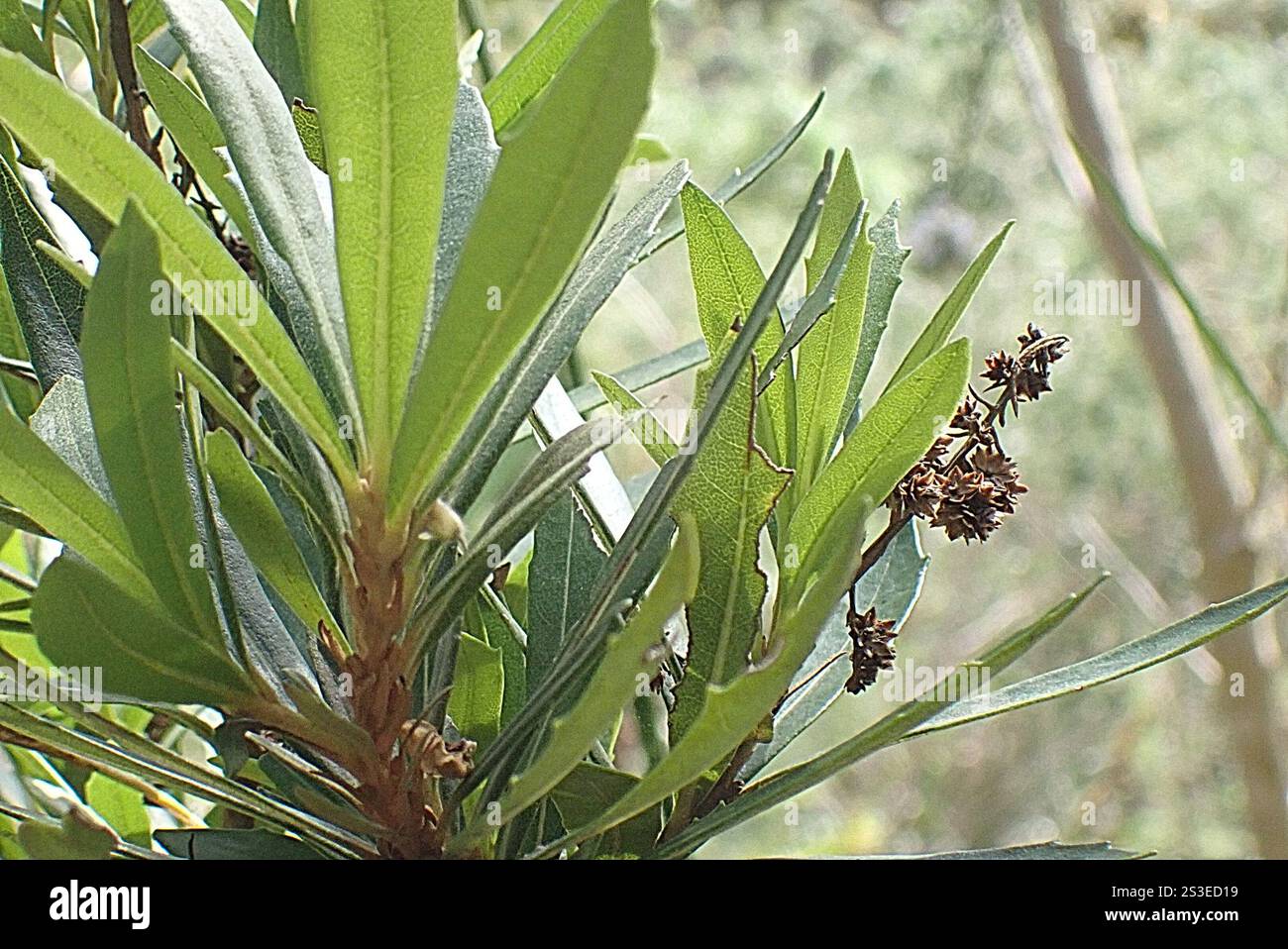 Water White-Alder (Brachylaena neriifolia Stock Photo - Alamy