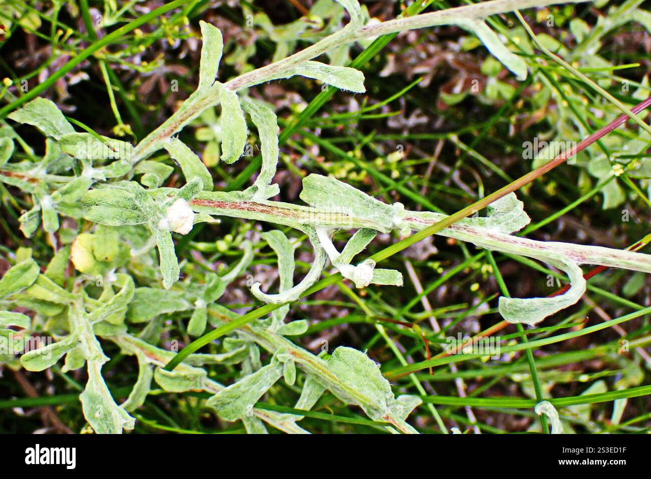 Kooigoed Everlasting (Helichrysum odoratissimum Stock Photo - Alamy