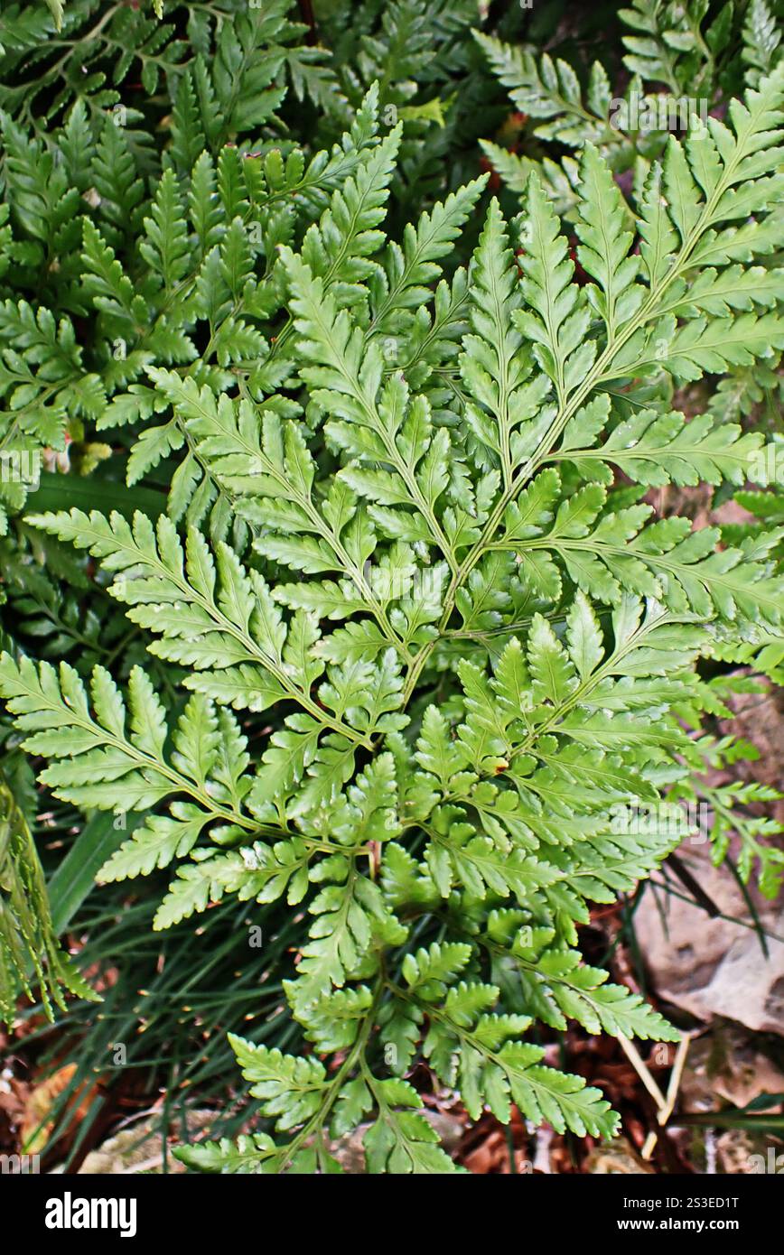 leatherleaf fern (Rumohra adiantiformis Stock Photo - Alamy