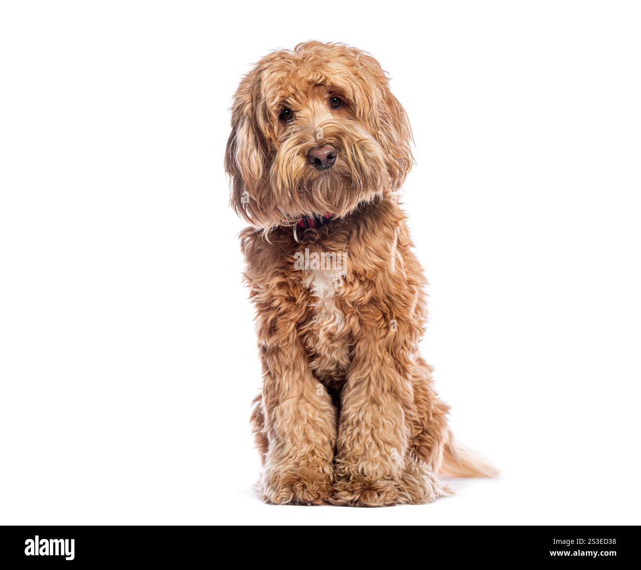 Adorable Australian labradoodle puppy sitting and looking at camera on ...