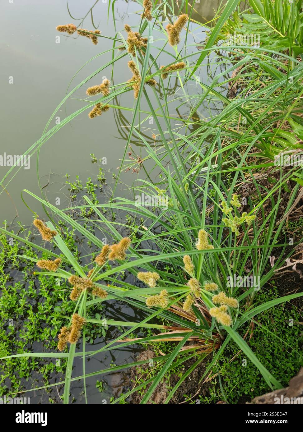 Swamp Flatsedge (Cyperus ligularis Stock Photo - Alamy