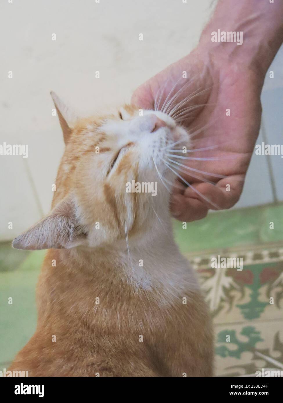 Hand Petting an Orange Cat Stock Photo - Alamy