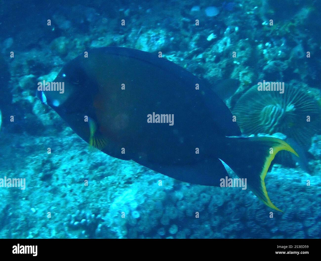 Mimic Surgeonfish (Acanthurus pyroferus Stock Photo - Alamy