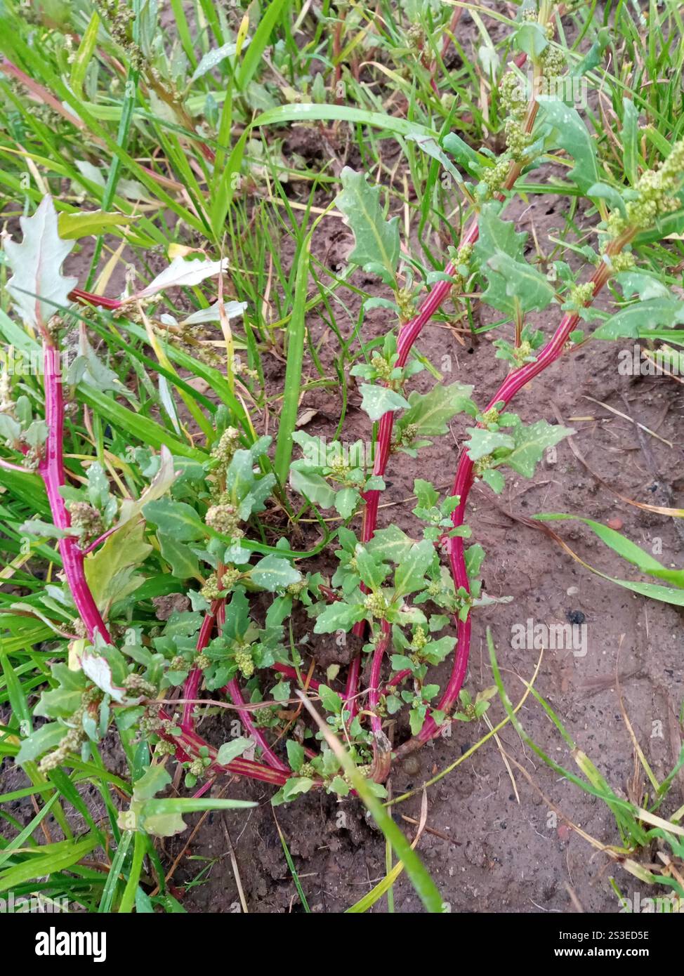 oak-leaved goosefoot (Oxybasis glauca Stock Photo - Alamy