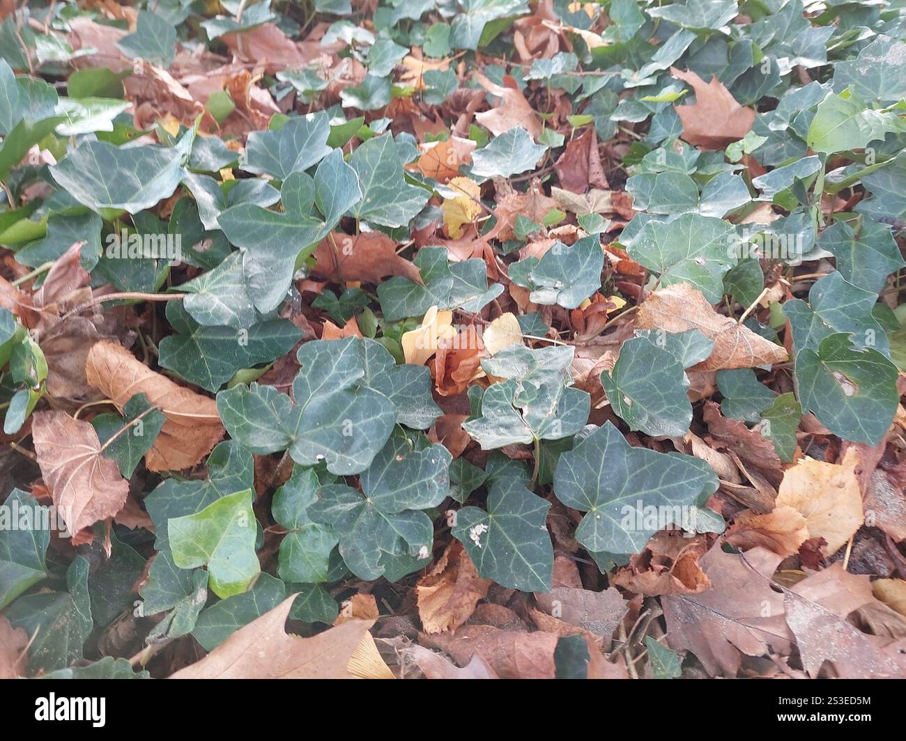 common ivy (Hedera helix Stock Photo - Alamy