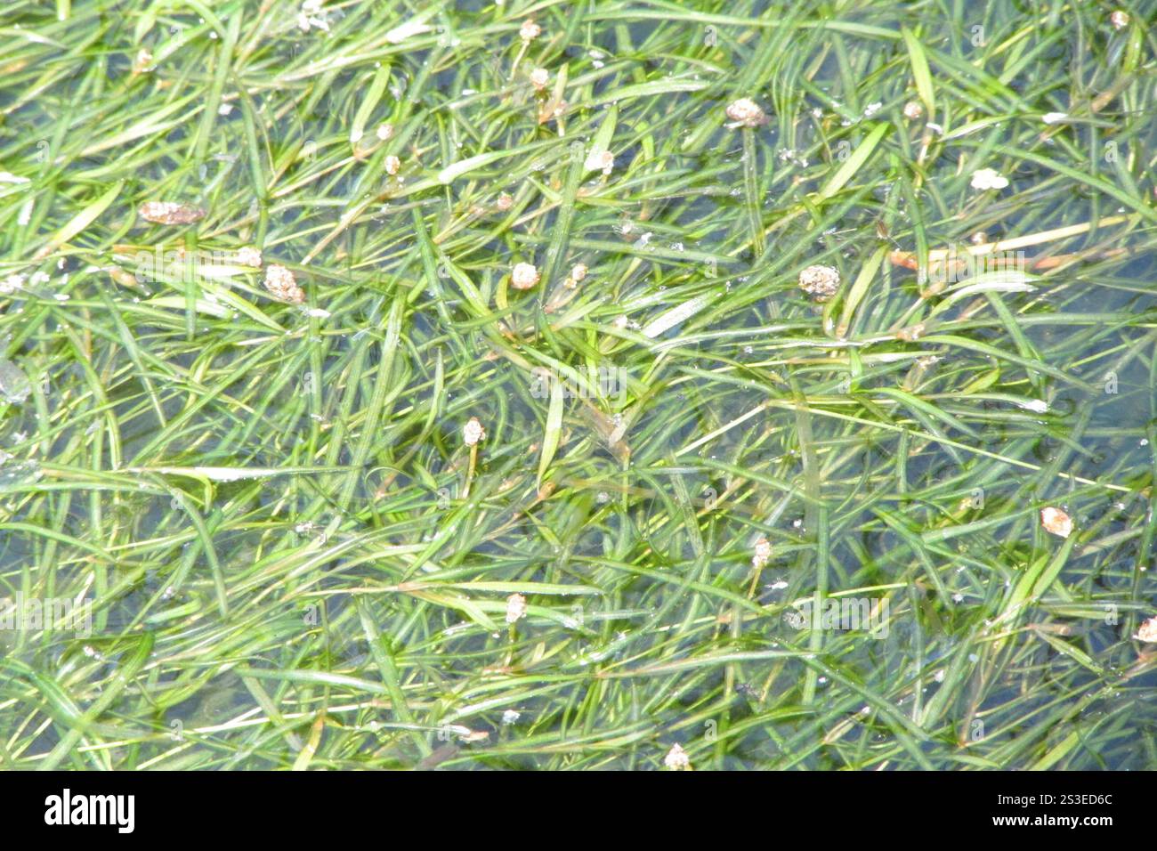 Berchtold's pondweed (Potamogeton berchtoldii Stock Photo - Alamy