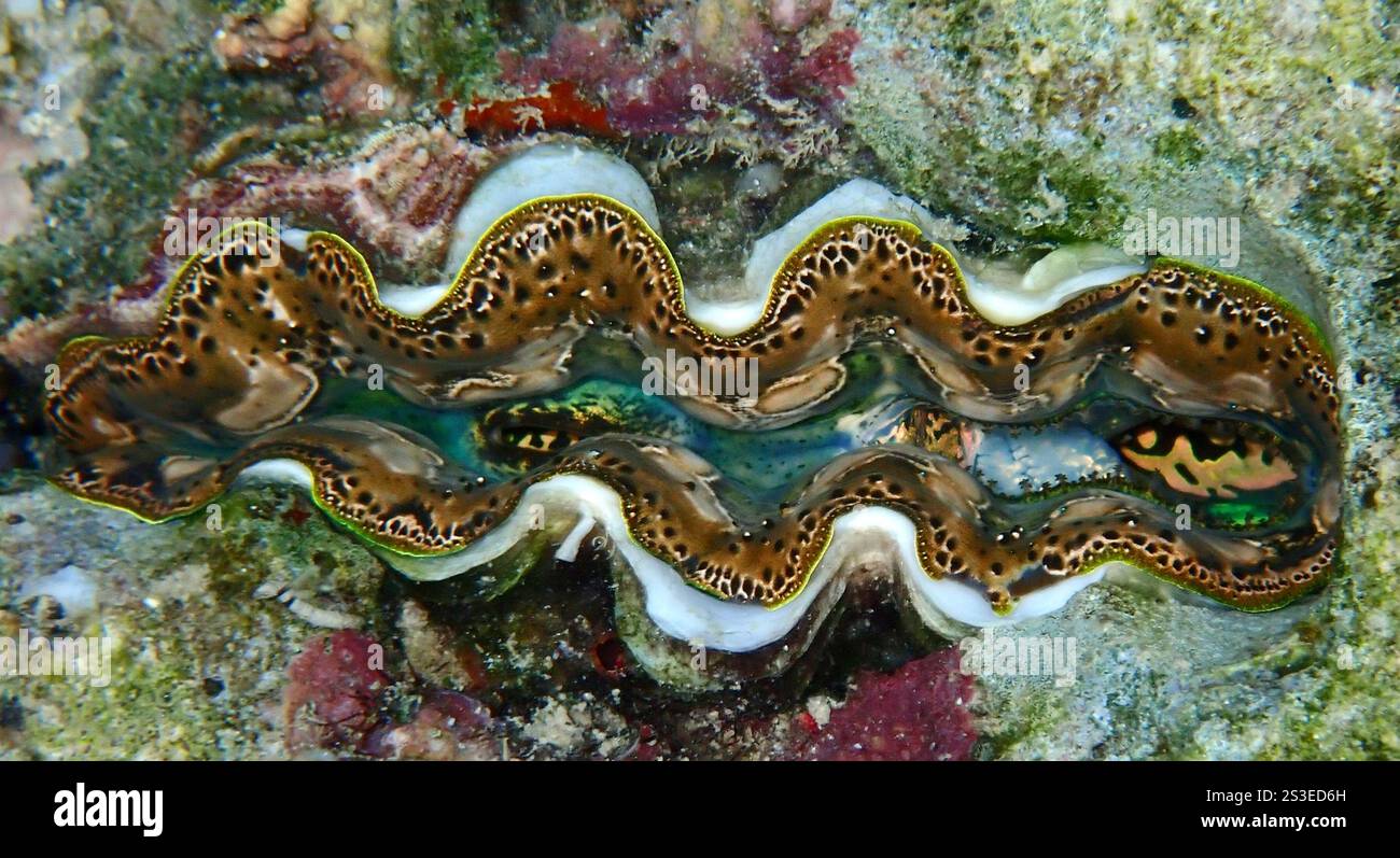 Boring Giant Clam (Tridacna crocea Stock Photo - Alamy