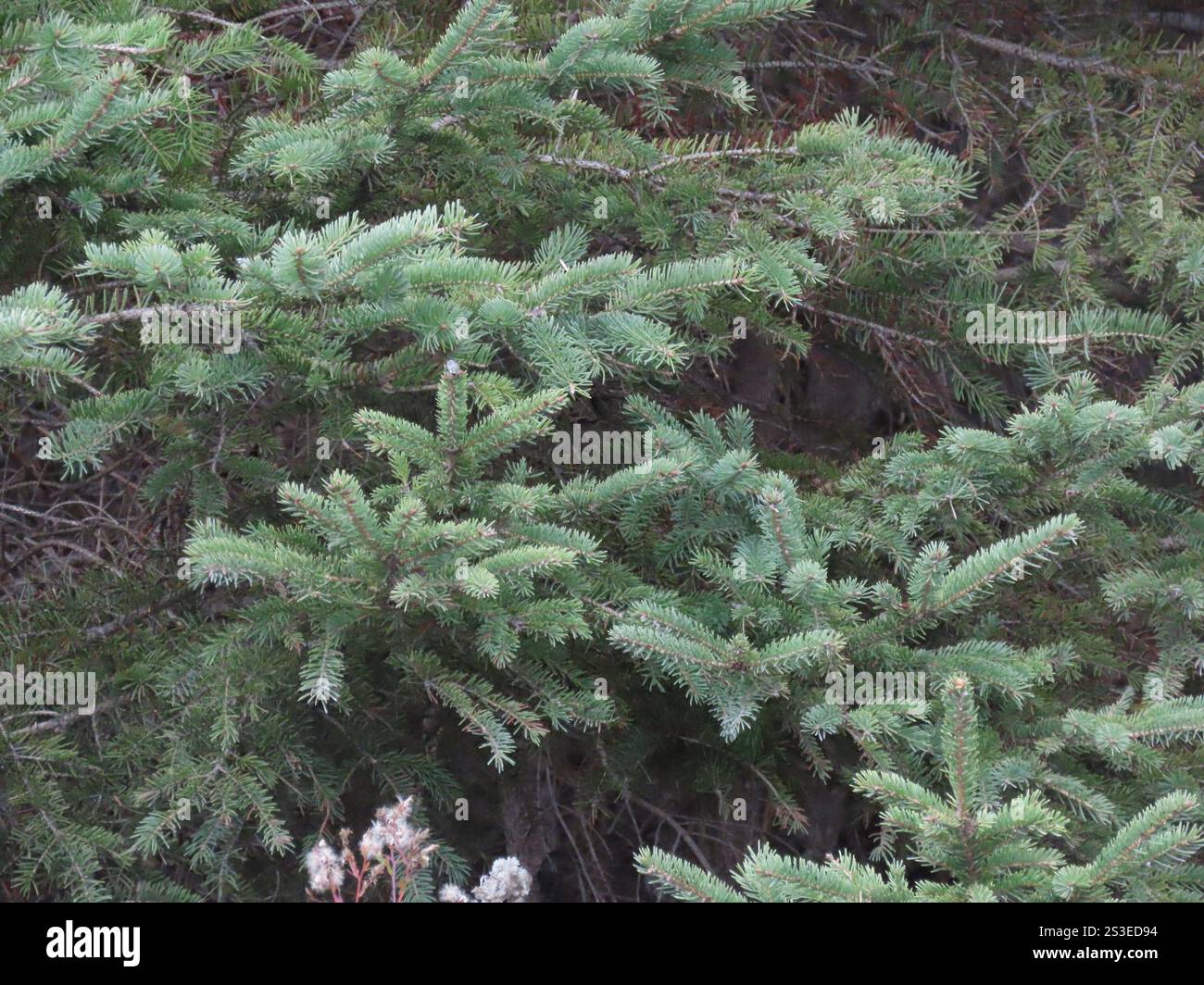 white spruce (Picea glauca Stock Photo - Alamy