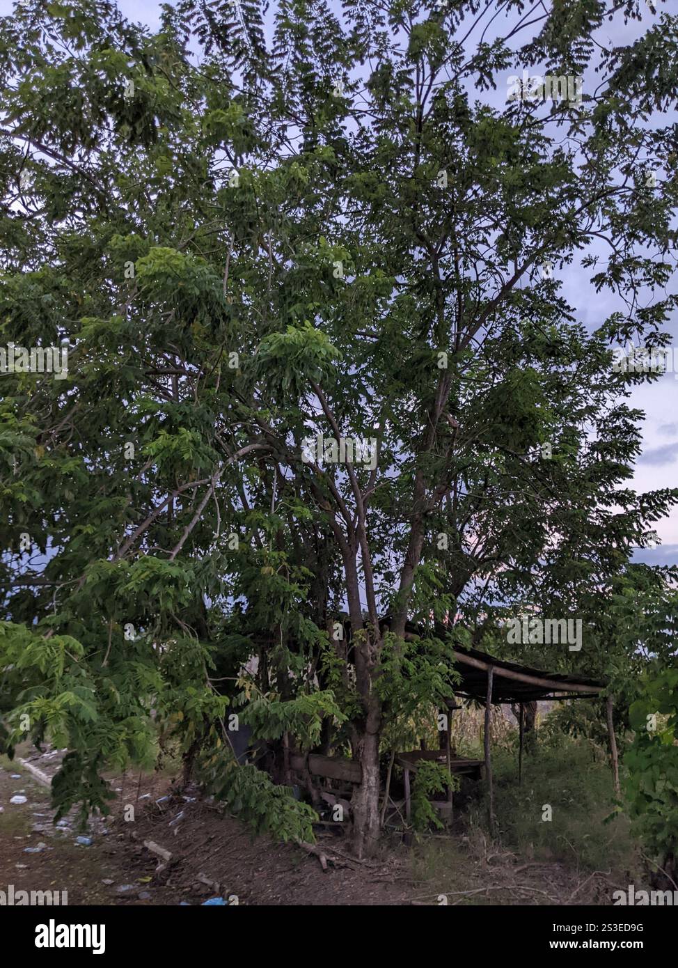 Fence Post Tree (Gliricidia sepium Stock Photo - Alamy