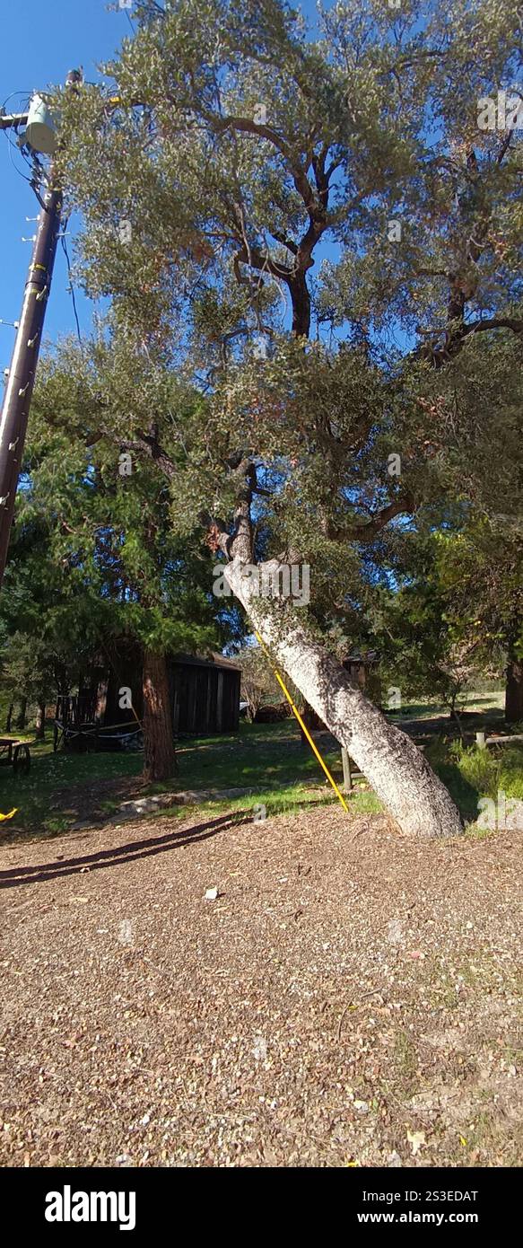 Engelmann oak (Quercus engelmannii Stock Photo - Alamy