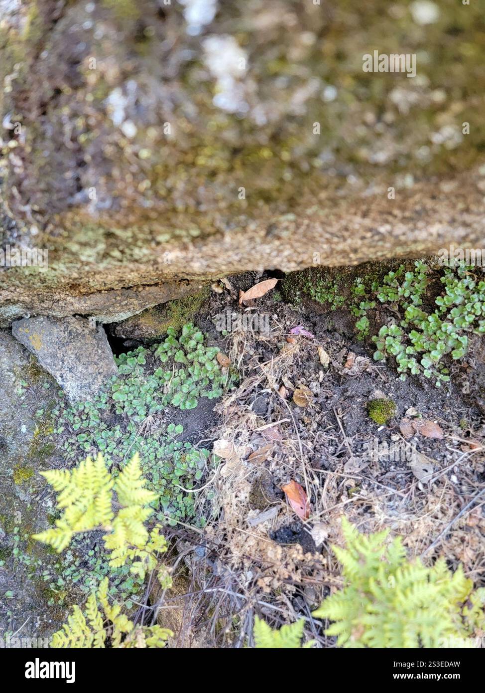 California asterella (Asterella californica Stock Photo - Alamy