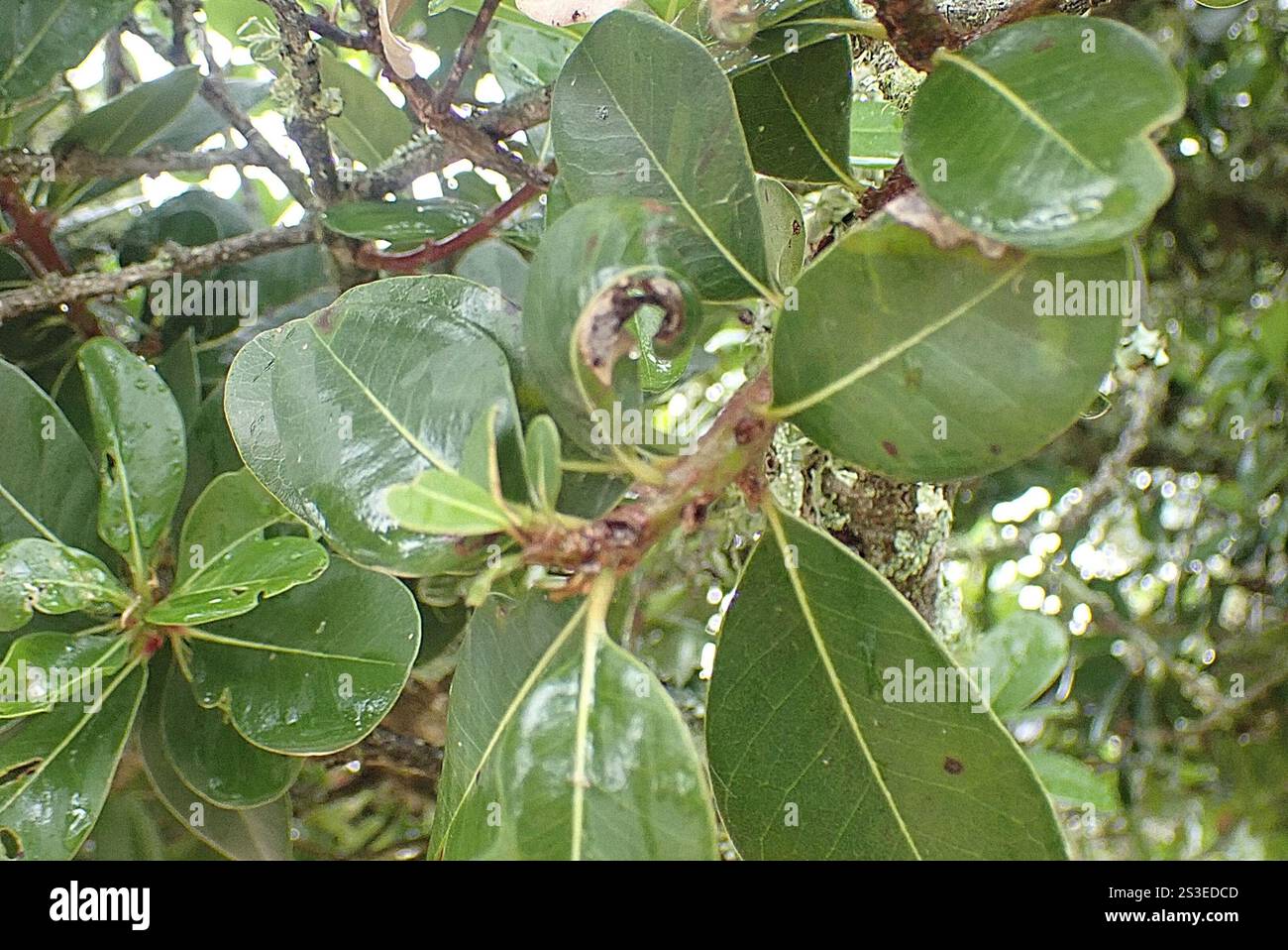white milkwood (Sideroxylon inerme Stock Photo - Alamy