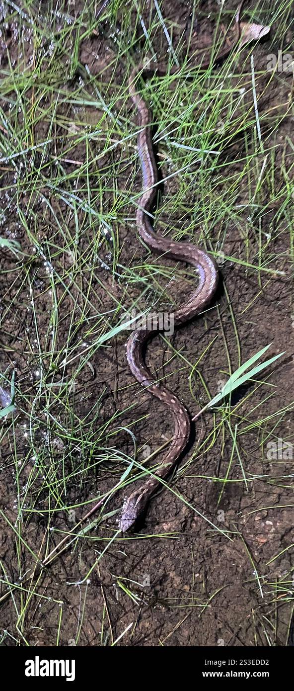 Coastal House Snake (Mesotes strigatus Stock Photo - Alamy
