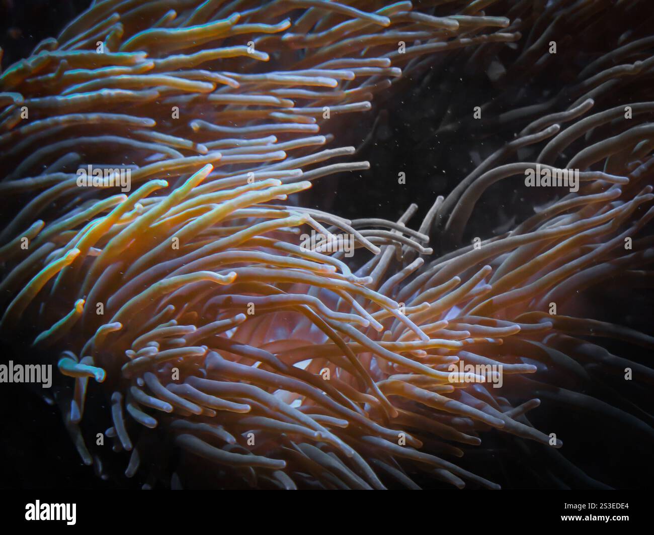Underwater Aquarium Annamae Sea Urchin Creatures Stock Photo - Alamy