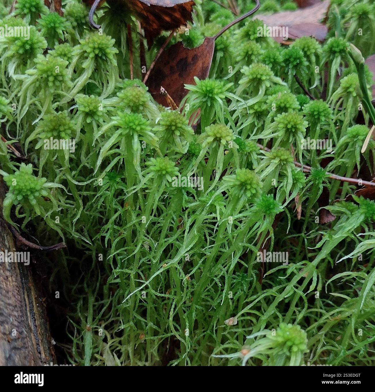 Prairie Peatmoss (Sphagnum palustre Stock Photo - Alamy