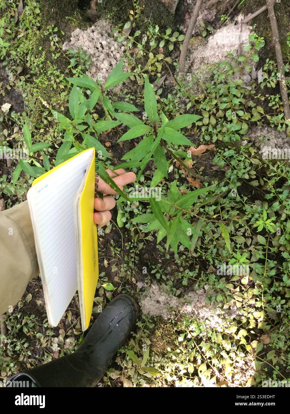 swamp smartweed (Persicaria hydropiperoides Stock Photo - Alamy