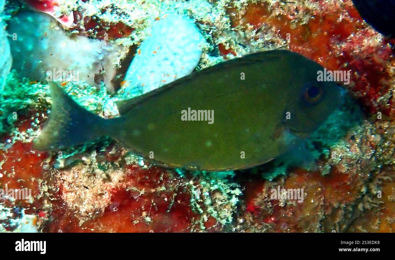 Surgeonfishes, Tangs, and Unicornfishes (Acanthuridae Stock Photo - Alamy