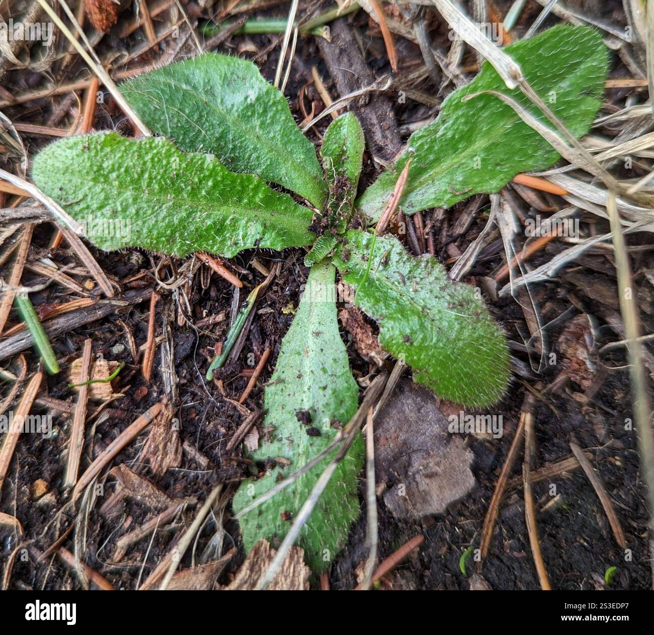 Common Cat's-ear (Hypochaeris radicata Stock Photo - Alamy
