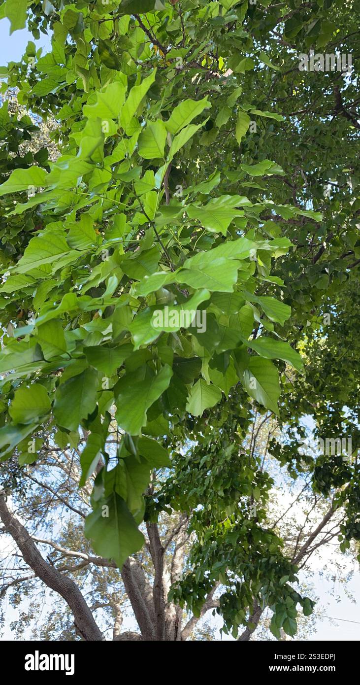 Indian beech tree (Millettia pinnata Stock Photo - Alamy