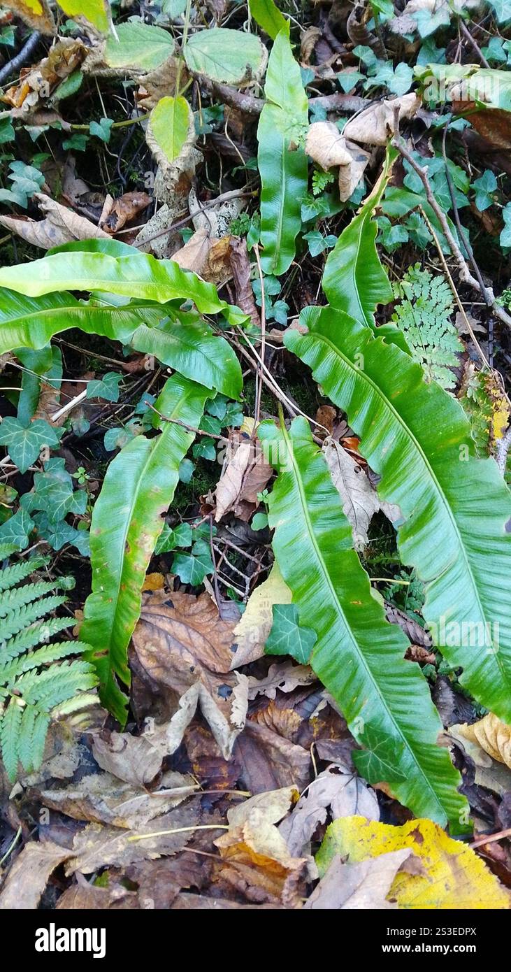 Hart's-tongue fern (Asplenium scolopendrium Stock Photo - Alamy