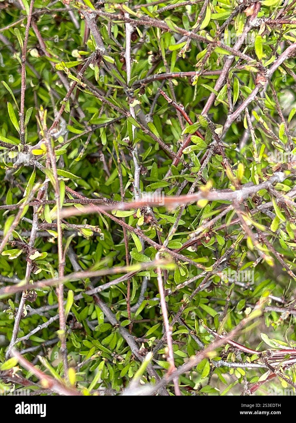 Makaka (Plagianthus divaricatus Stock Photo - Alamy