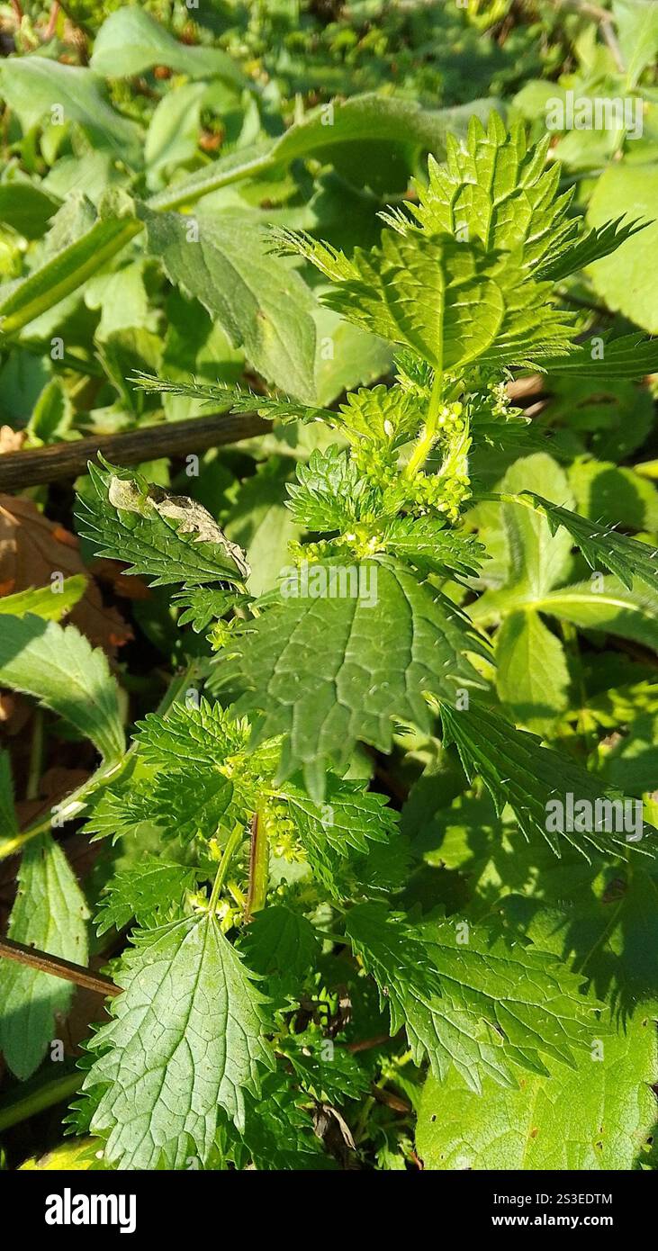 Dwarf Nettle (Urtica urens Stock Photo - Alamy