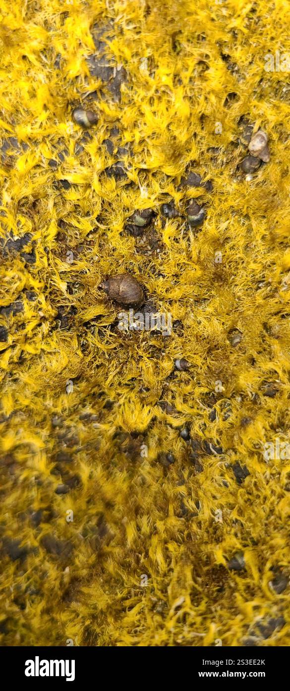Brown Periwinkle (Austrolittorina cincta Stock Photo - Alamy
