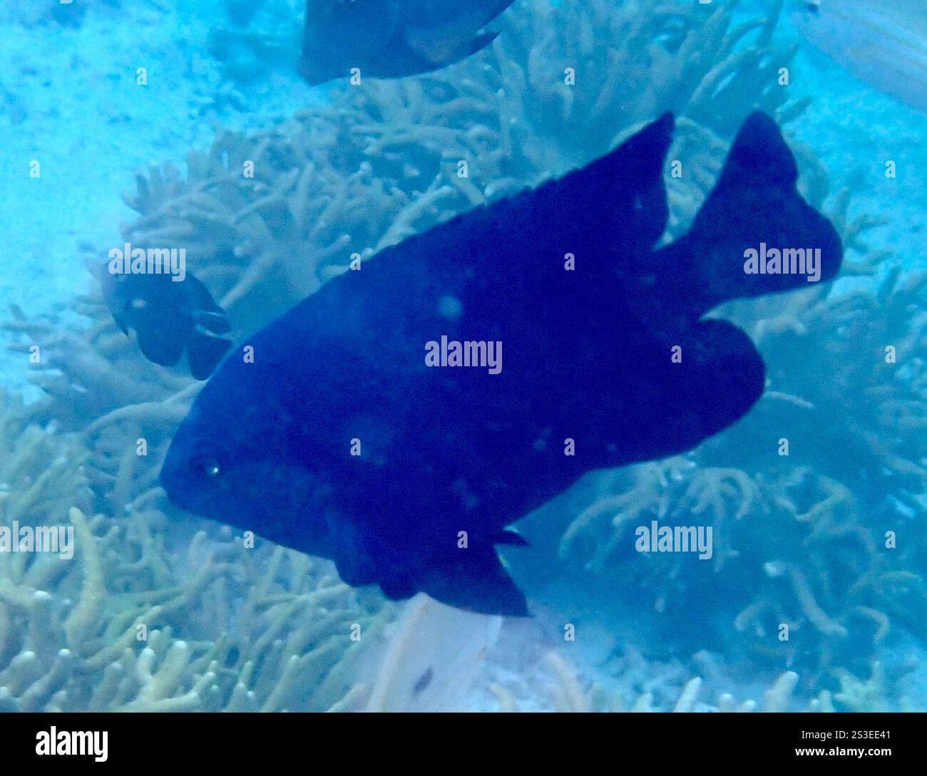 Black Damsel (Neoglyphidodon melas Stock Photo - Alamy