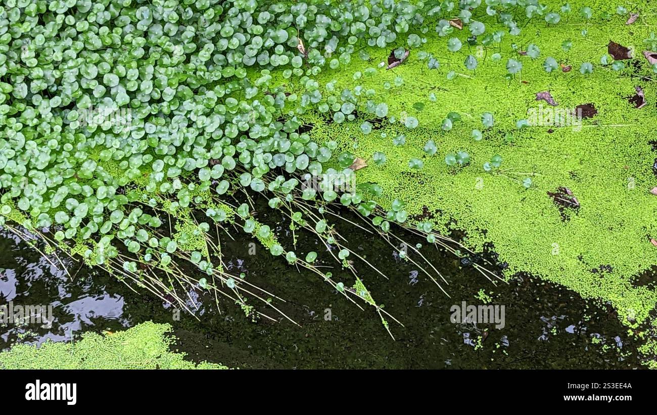 lesser duckweed (Lemna aequinoctialis Stock Photo - Alamy