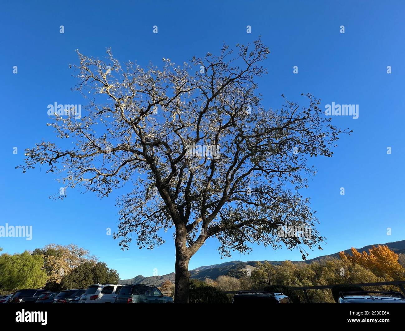 valley oak (Quercus lobata Stock Photo - Alamy