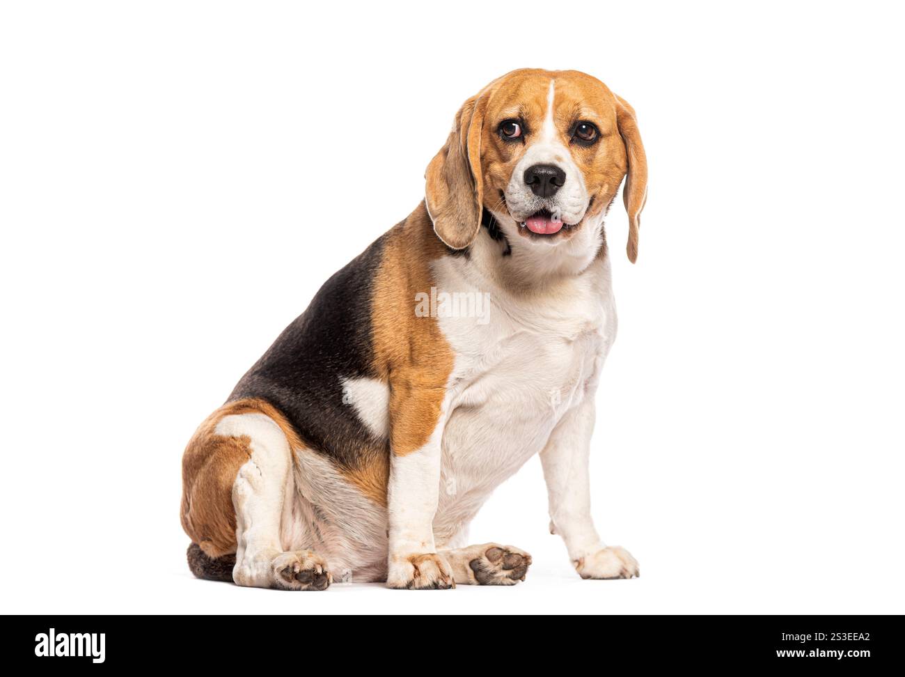 Fat beagle hi-res stock photography and images - Alamy