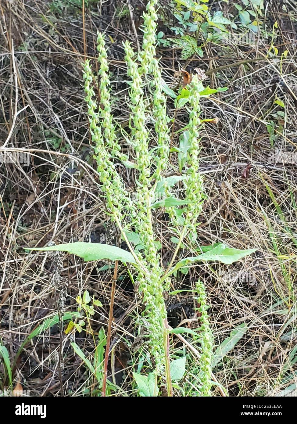 Sumpweed (Iva annua Stock Photo - Alamy