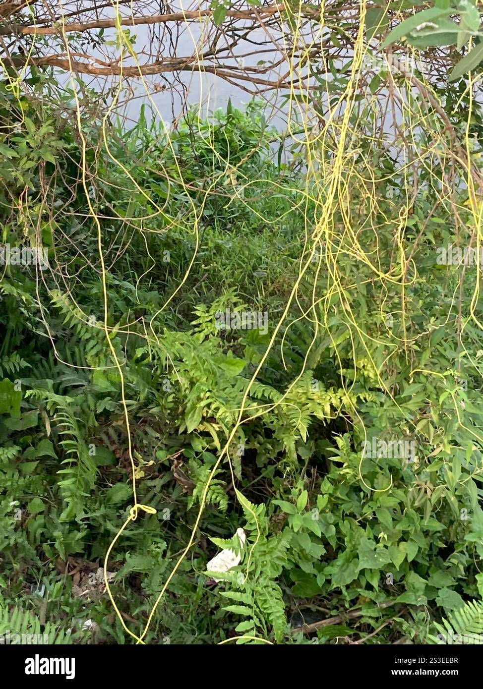 giant dodder (Cuscuta reflexa Stock Photo - Alamy