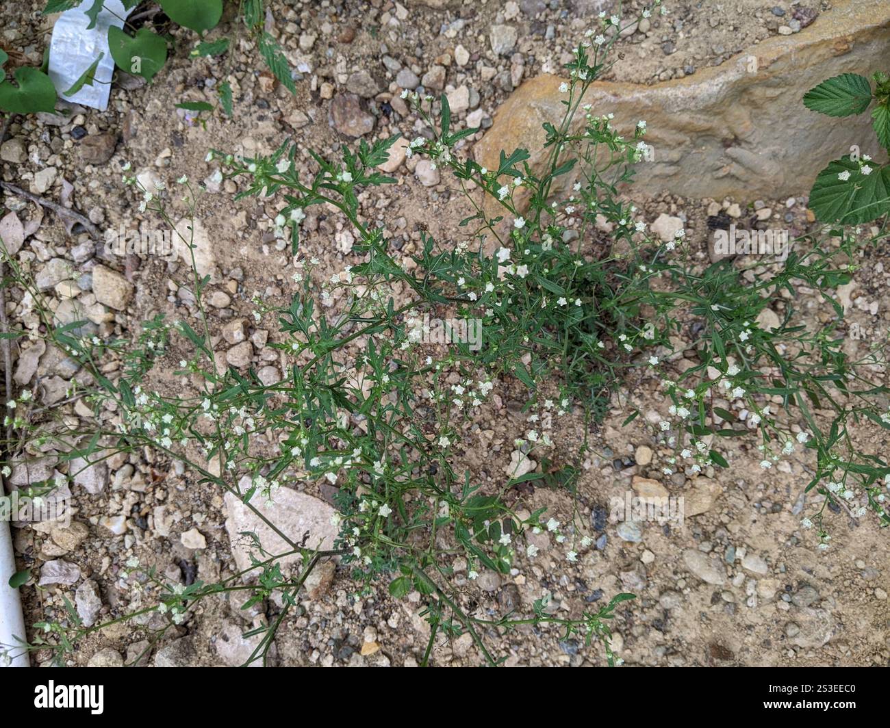 Santa Maria feverfew (Parthenium hysterophorus Stock Photo - Alamy