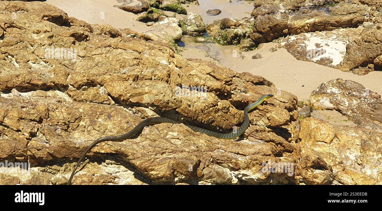 Common Tree Snake (Dendrelaphis punctulatus Stock Photo - Alamy