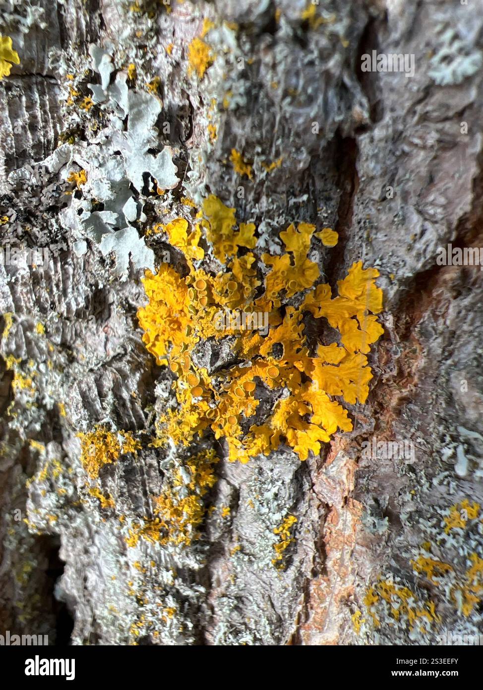 Common Sunburst Lichen (Xanthoria parietina Stock Photo - Alamy