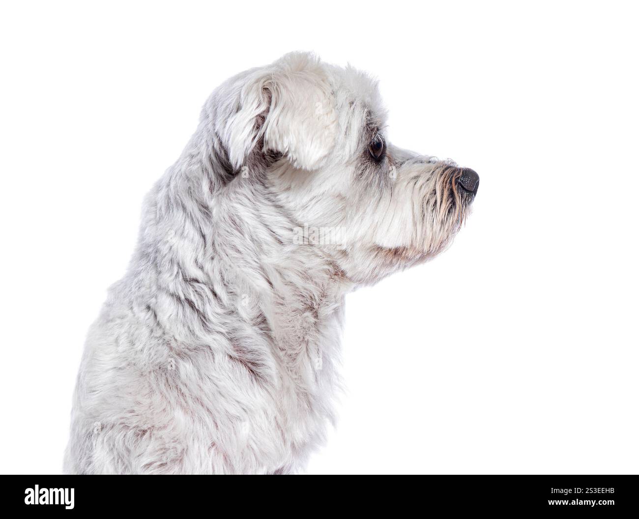 Profile of a Black and white Maltese dog head looking ridht on white ...