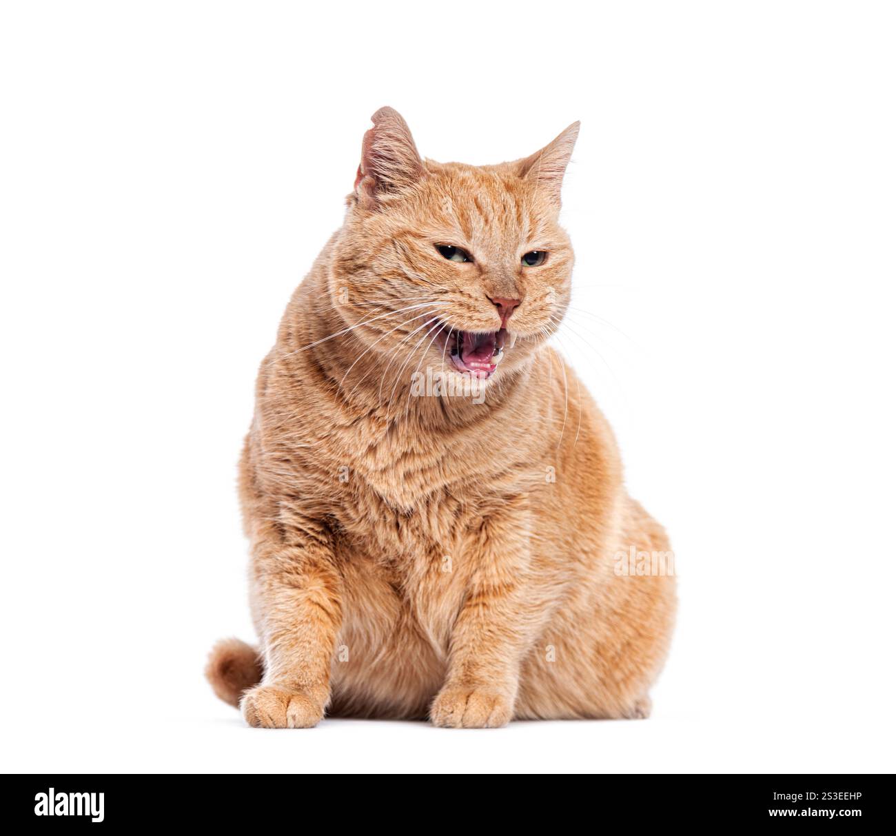 Old Ginger Crossbreed cat sitting and yawning, showing its teeth ...