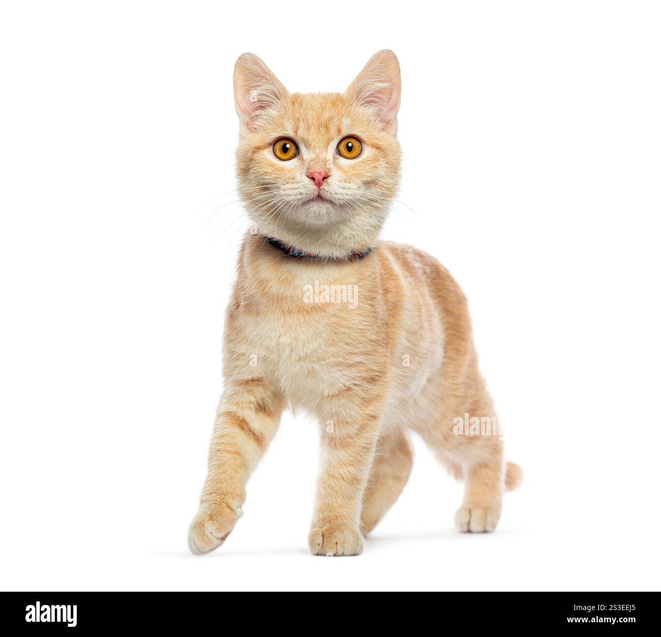 Adorable ginger kitten wearing a collar confidently walking forward ...