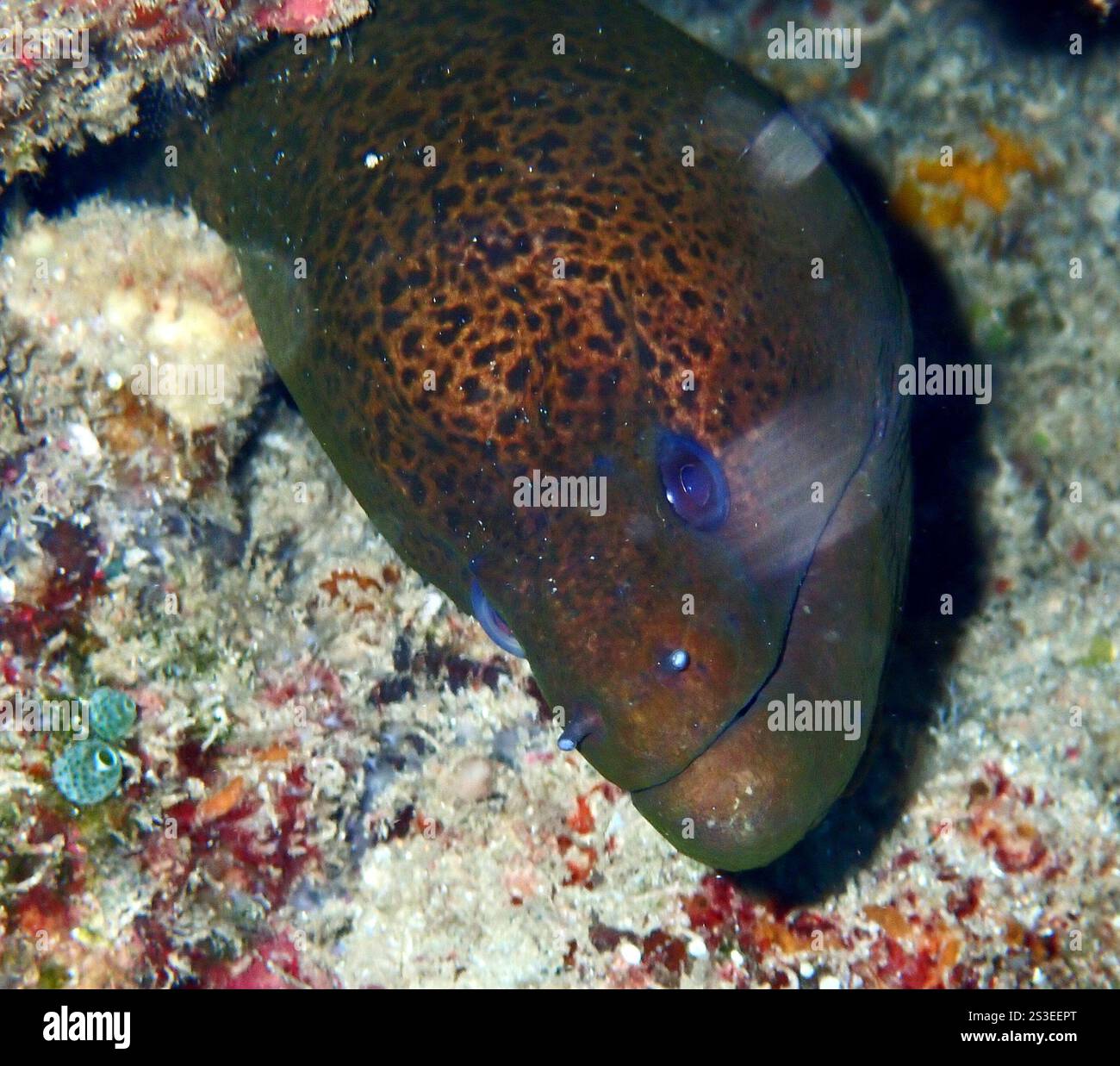 Giant Moray (Gymnothorax javanicus Stock Photo - Alamy