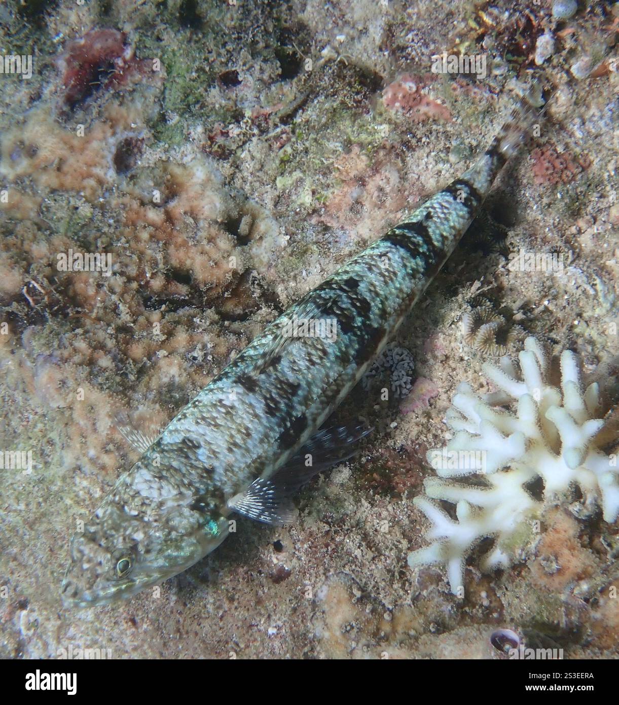 Variegated Lizardfish (Synodus variegatus Stock Photo - Alamy