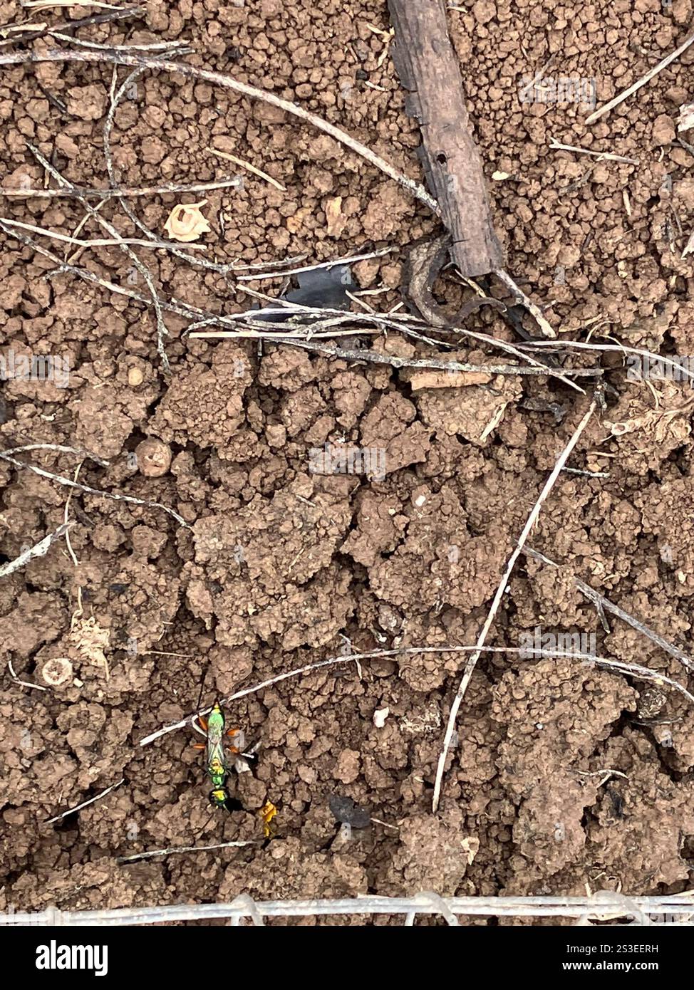 Emerald Cockroach Wasp (Ampulex compressa Stock Photo - Alamy