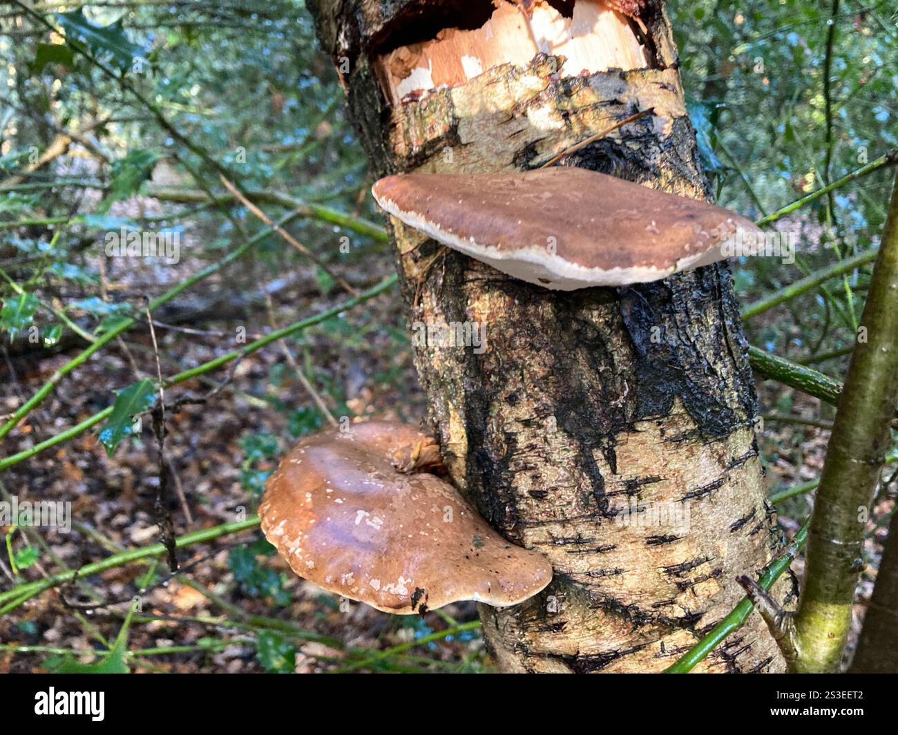 birch polypore (Fomitopsis betulina Stock Photo - Alamy