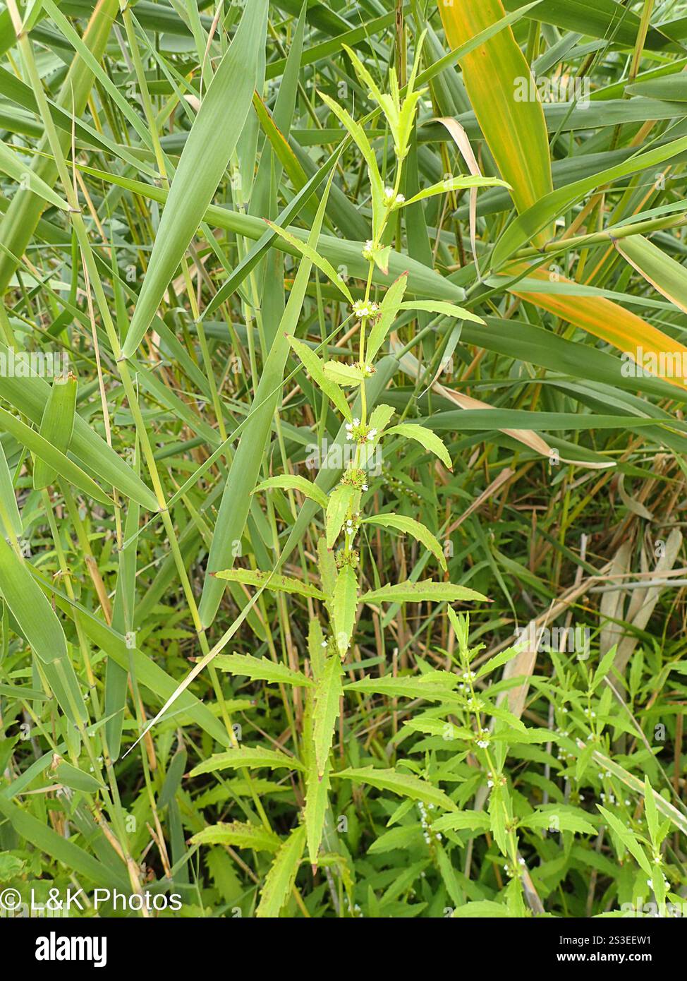 Lycopus australis hi-res stock photography and images - Alamy